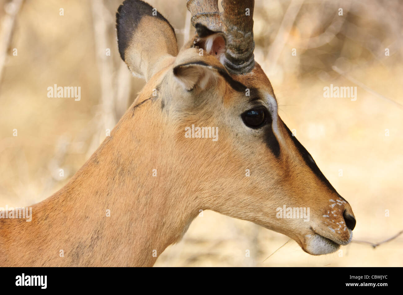 Impala head hi-res stock photography and images - Alamy