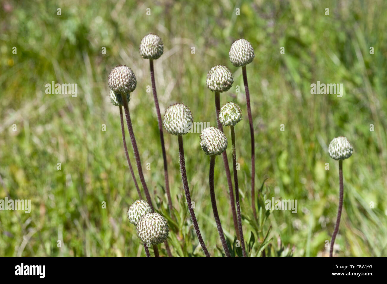 Native Anemone (Anemone multifida) fruits Glaciares National Park road ...
