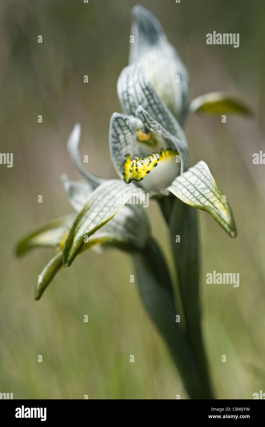 Patagonian orchid chloraea magellanica hi-res stock photography and ...