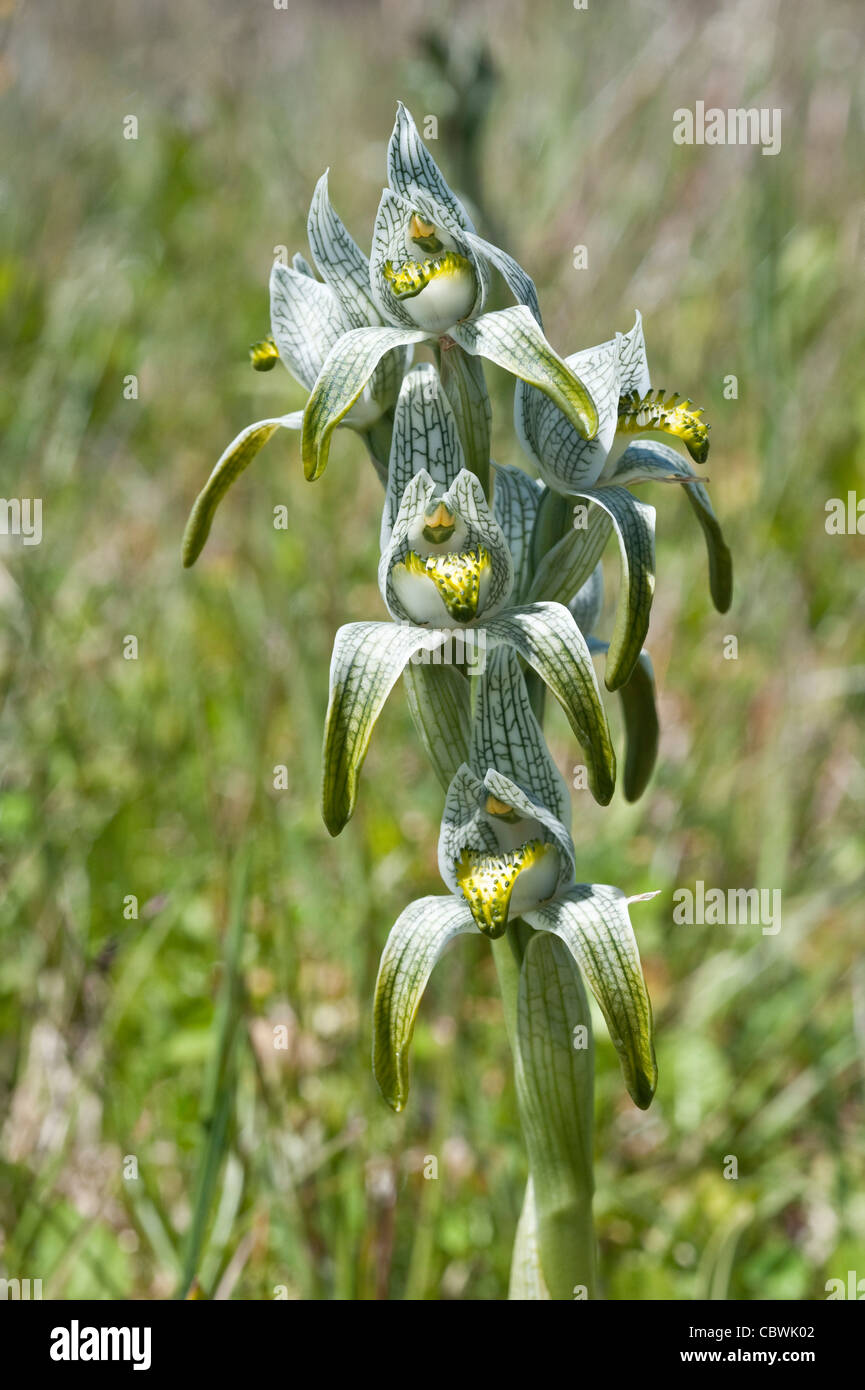 Porcelain orchid (Chloraea magellanica) flowers Los Glaciares National ...