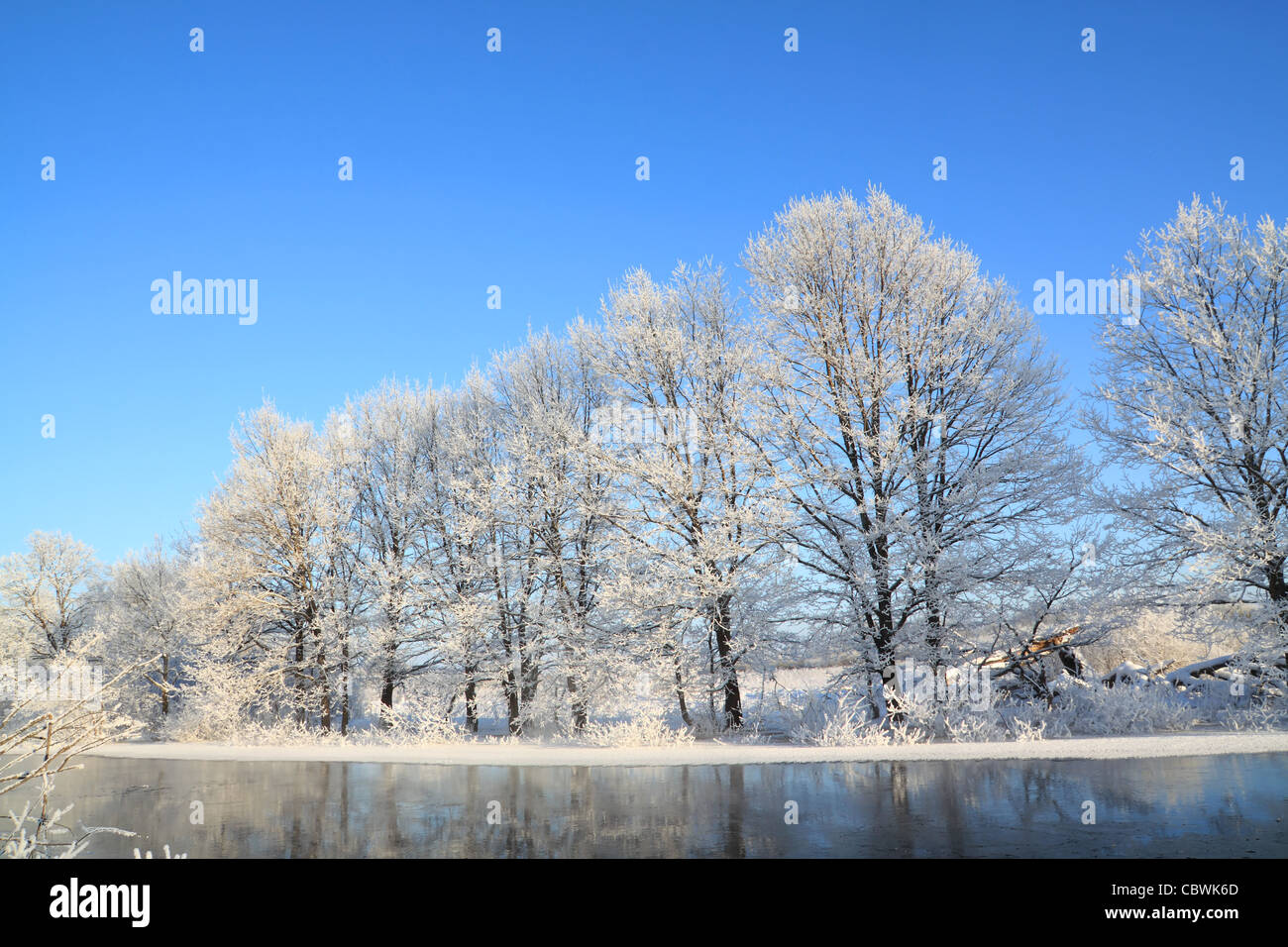 River oak tree hi-res stock photography and images - Alamy