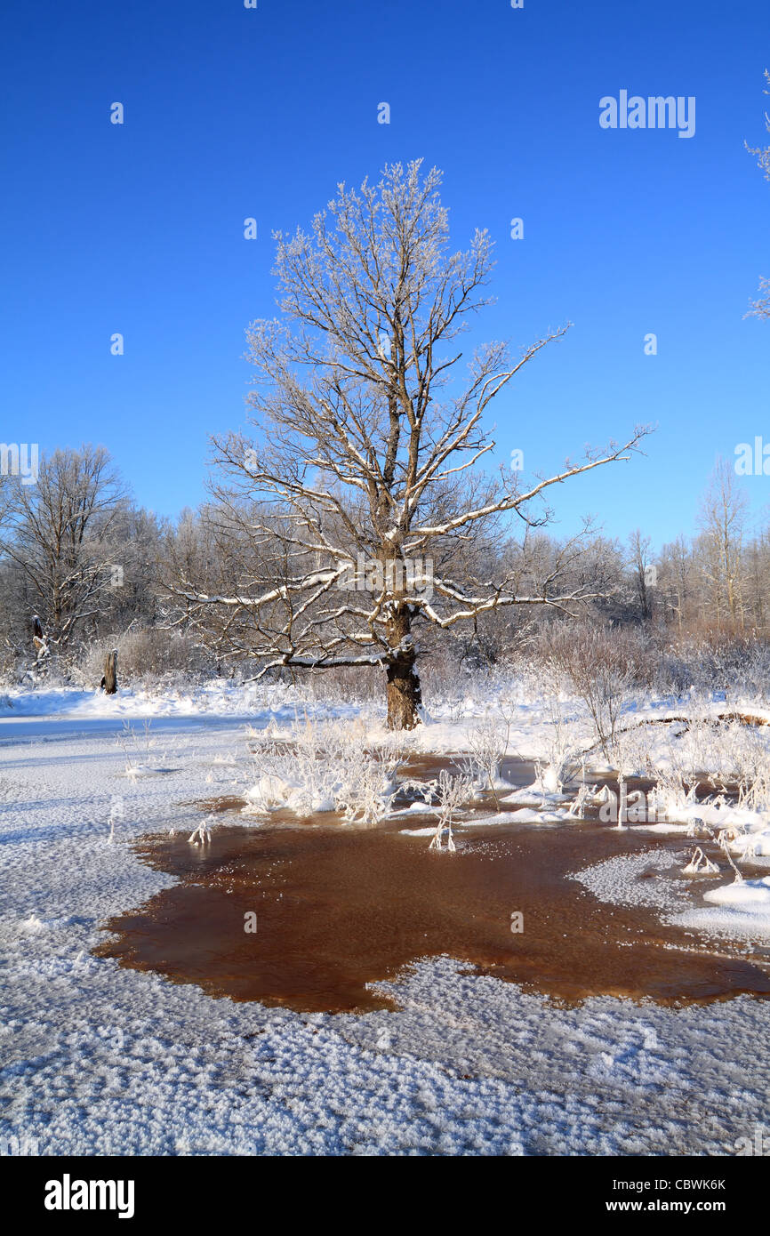 Water oak tree hi-res stock photography and images - Alamy
