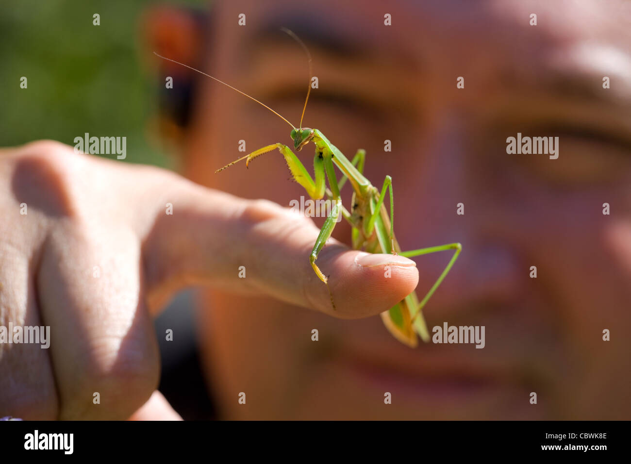 Praying Mantis, Chinese Mantis (Tenodera aridifolia sinensis) being ...