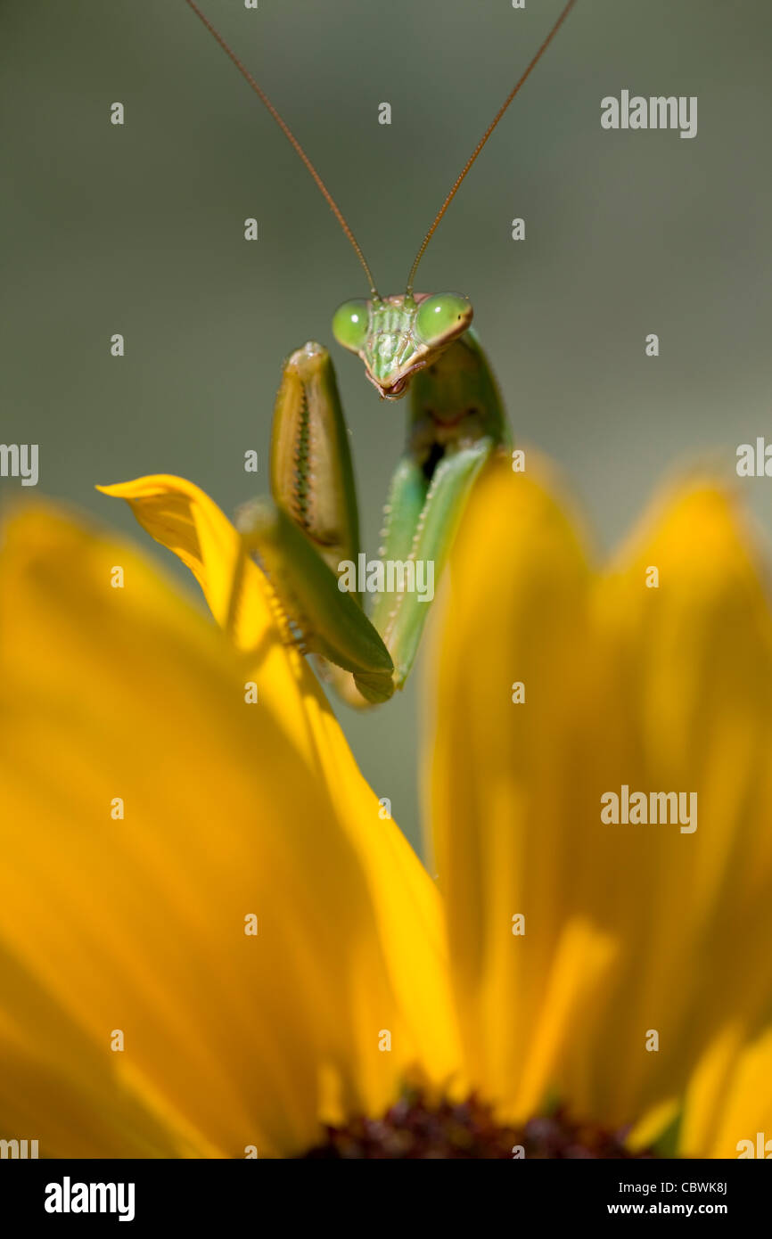 Praying Mantis, Chinese Mantis (Tenodera aridifolia sinensis) on a sunflower Stock Photo - Alamy