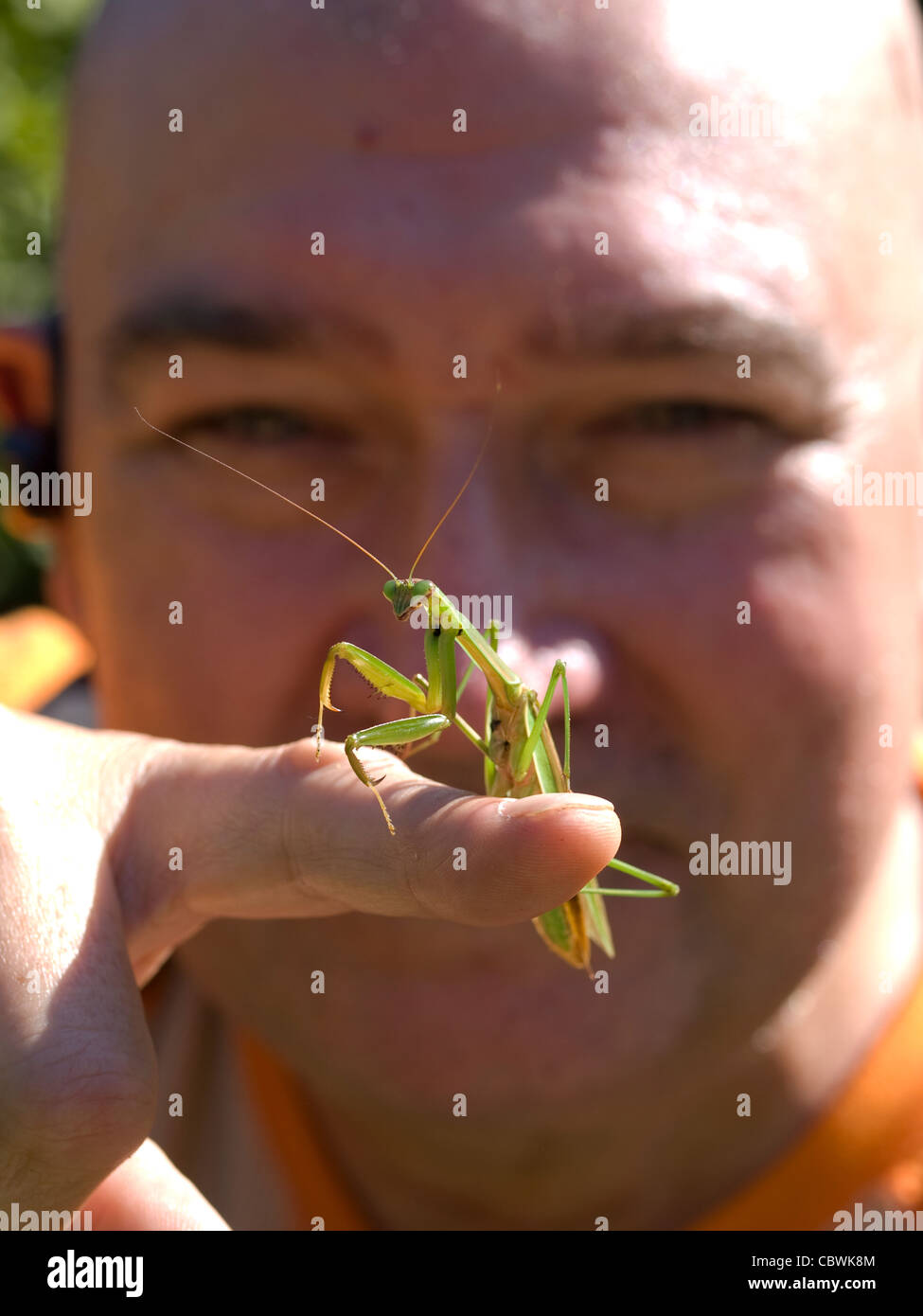 Tenodera aridifolia sinensis hi-res stock photography and images - Alamy