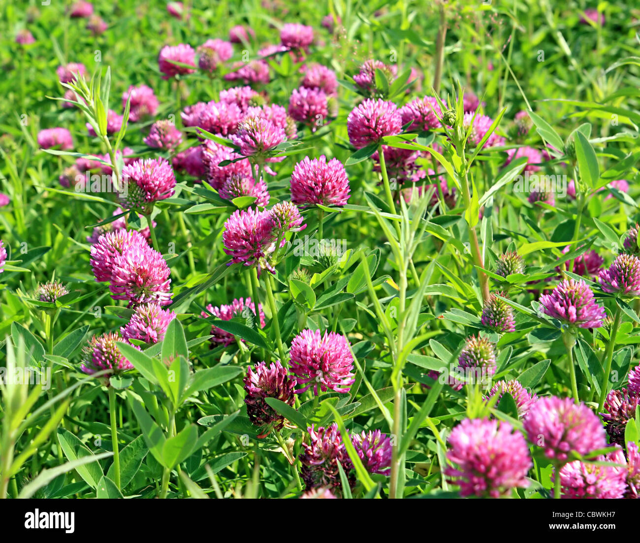 dutch clover on field Stock Photo - Alamy