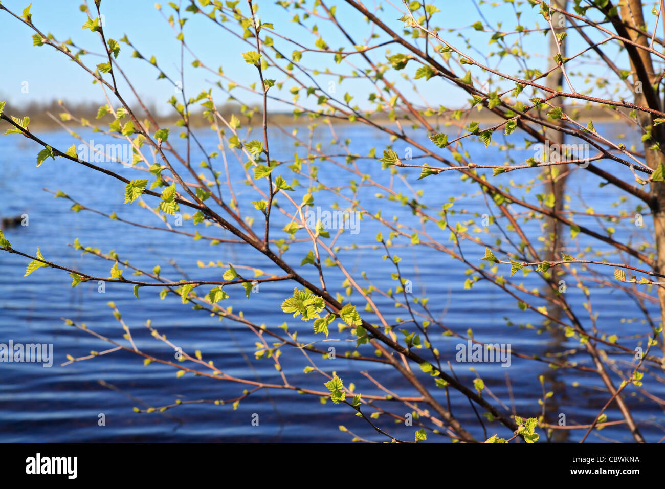 Green flood lit tree lake hi-res stock photography and images - Alamy