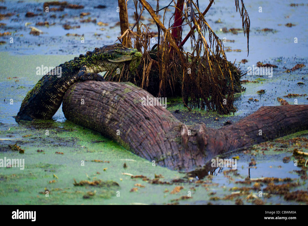 Alligator log hi-res stock photography and images - Alamy