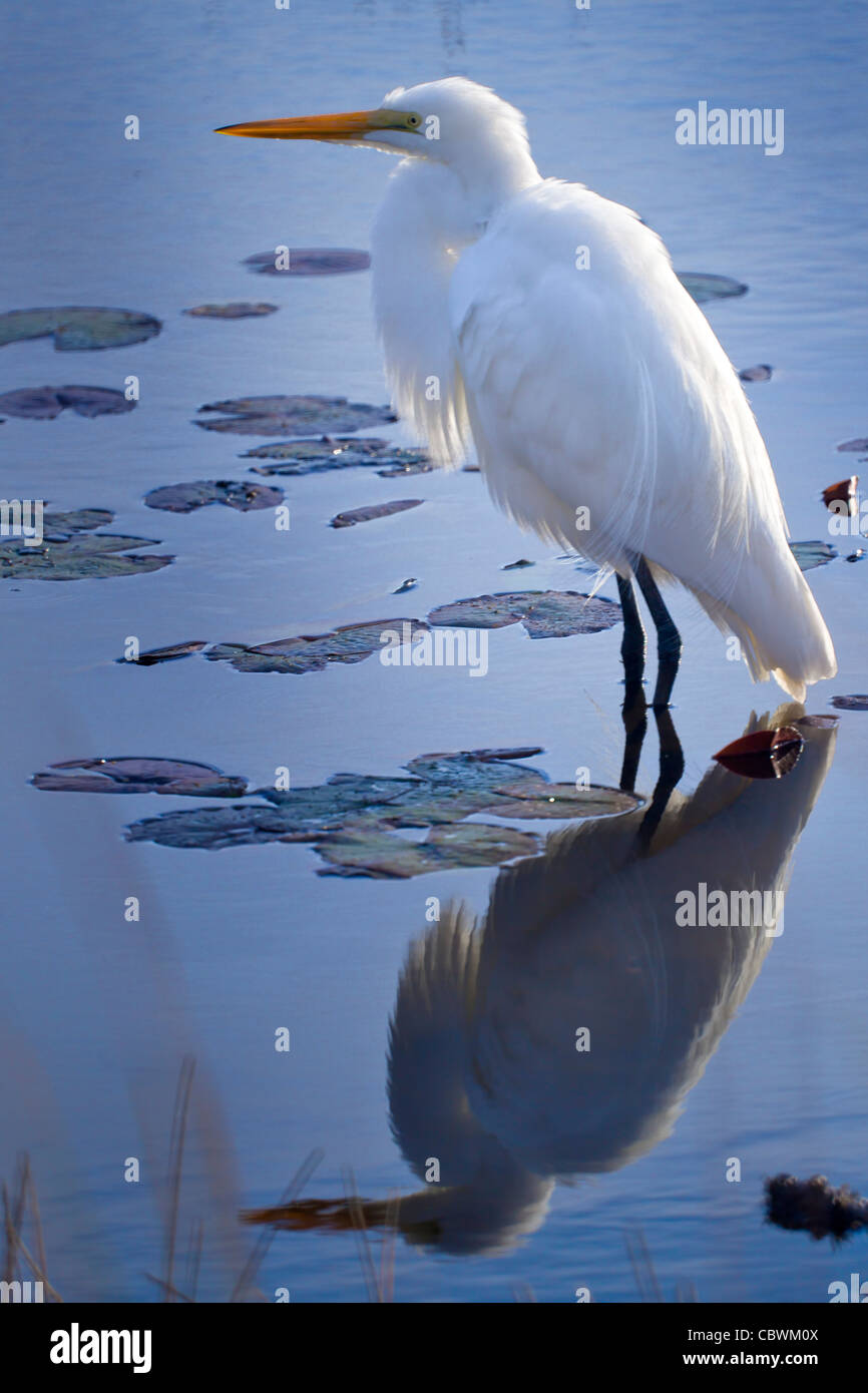 White white egret hi-res stock photography and images - Alamy