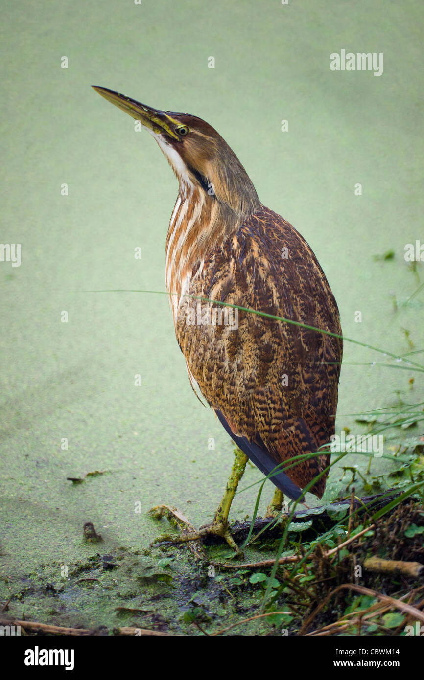 American bittern hi-res stock photography and images - Alamy