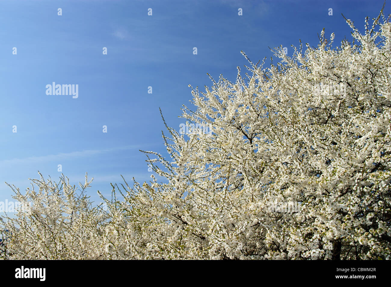 Flowers for sunny spots hi-res stock photography and images - Alamy