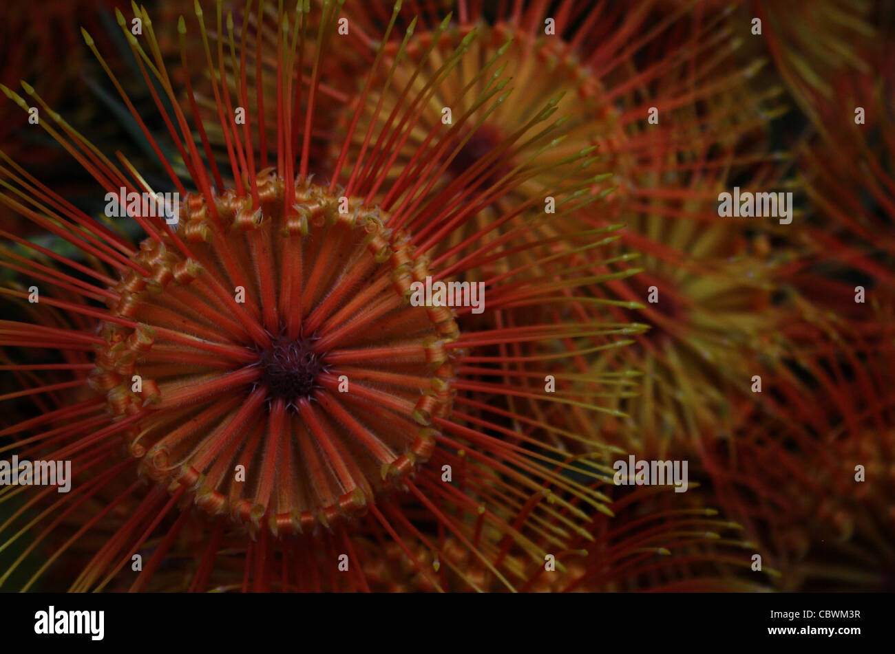 Orange Pincushion Protea Flower Stock Photo - Alamy