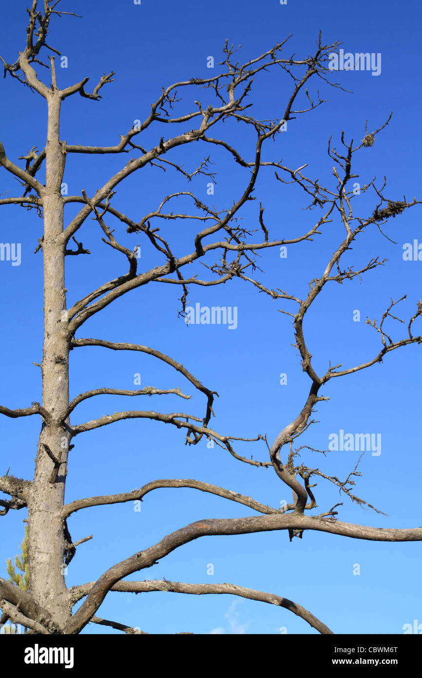 old dry tree Stock Photo - Alamy