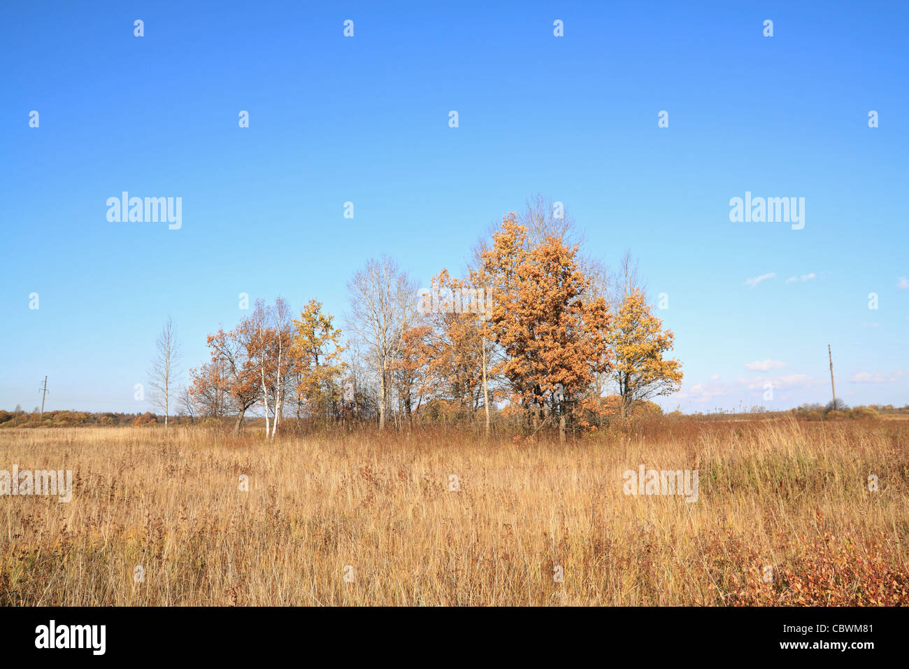 Variegated oak hi-res stock photography and images - Alamy