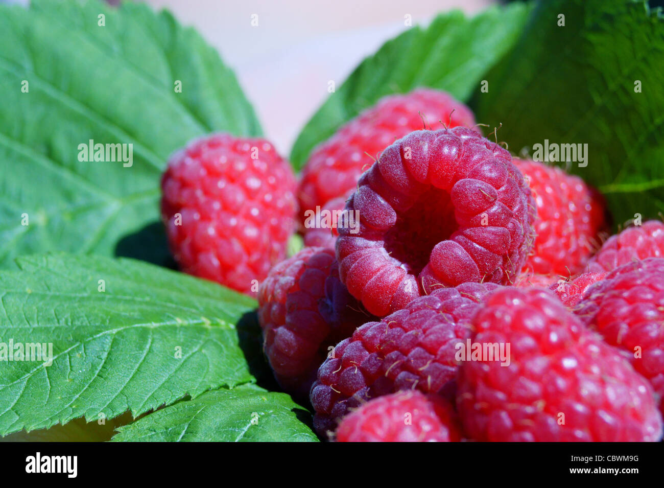 Ripe raspberries on a plant. green background Stock Photo - Alamy