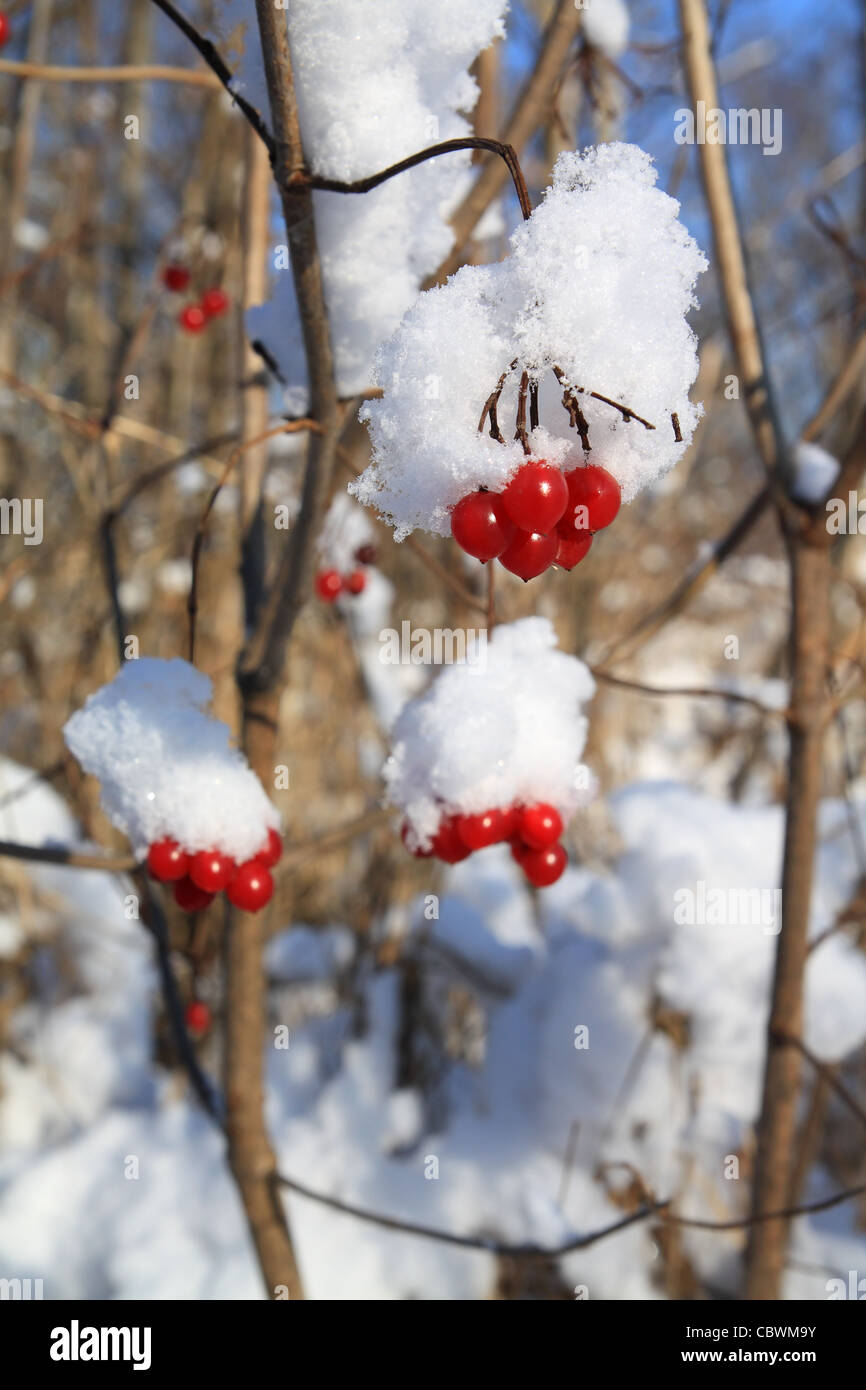 viburnum in snow Stock Photo - Alamy