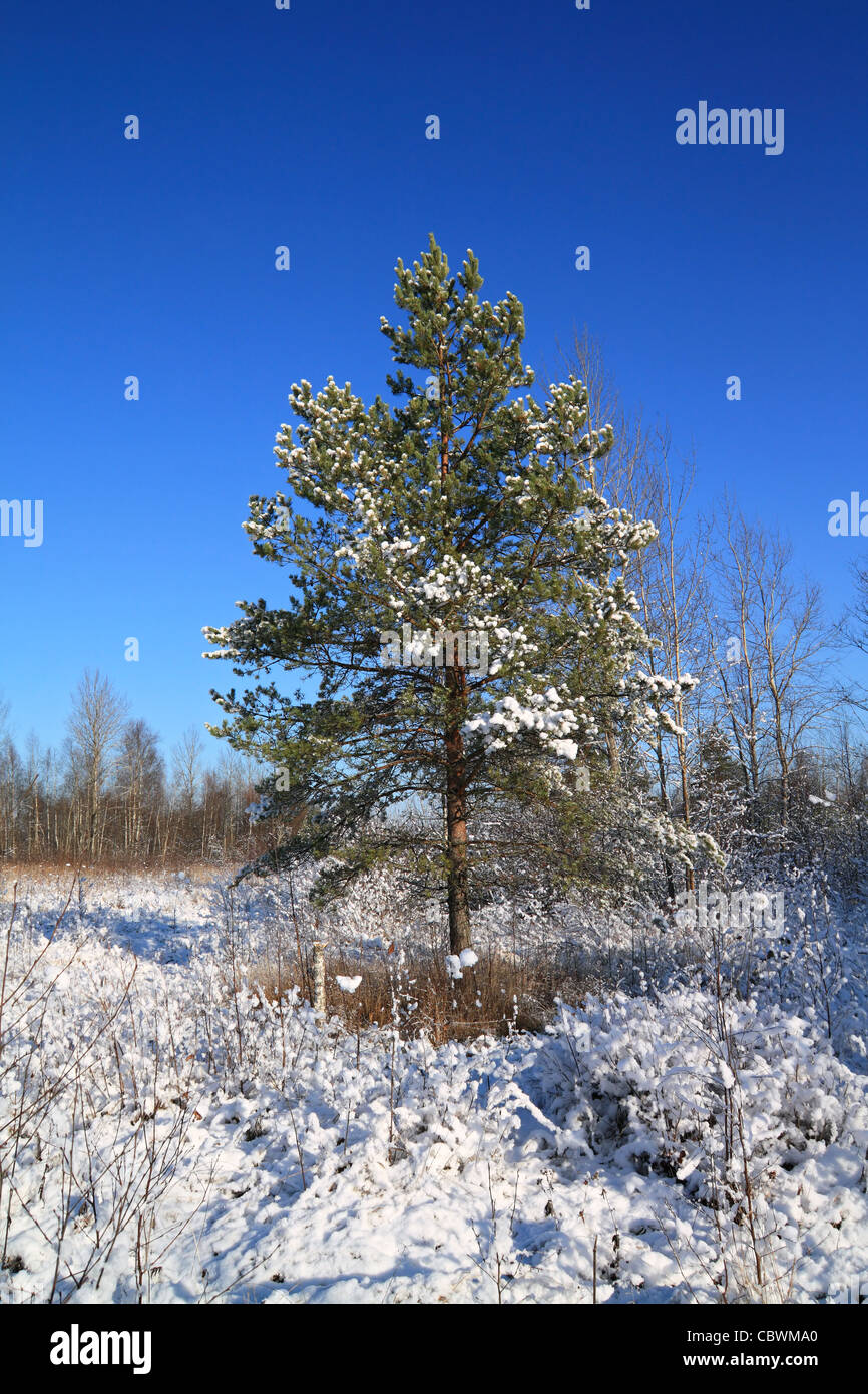 pine on snow field Stock Photo - Alamy