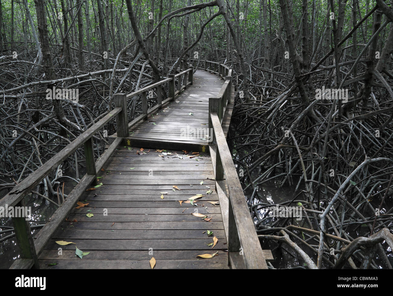 Mangrove wood hi-res stock photography and images - Alamy