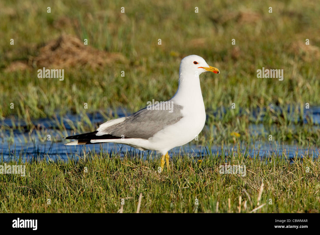 California Gull Larus californicus Bridgeport, California, United ...