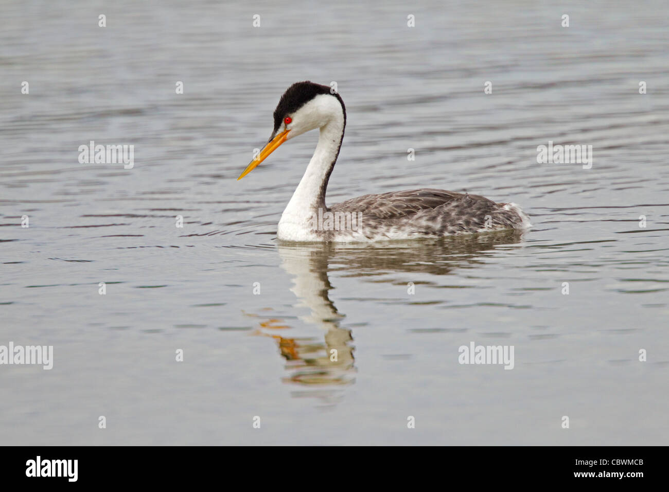 Clark's Grebe Aechmophorus clarkii Klamath Falls, Oregon, United States ...