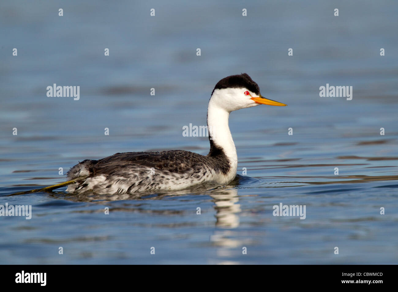 Grebe feet hi-res stock photography and images - Alamy