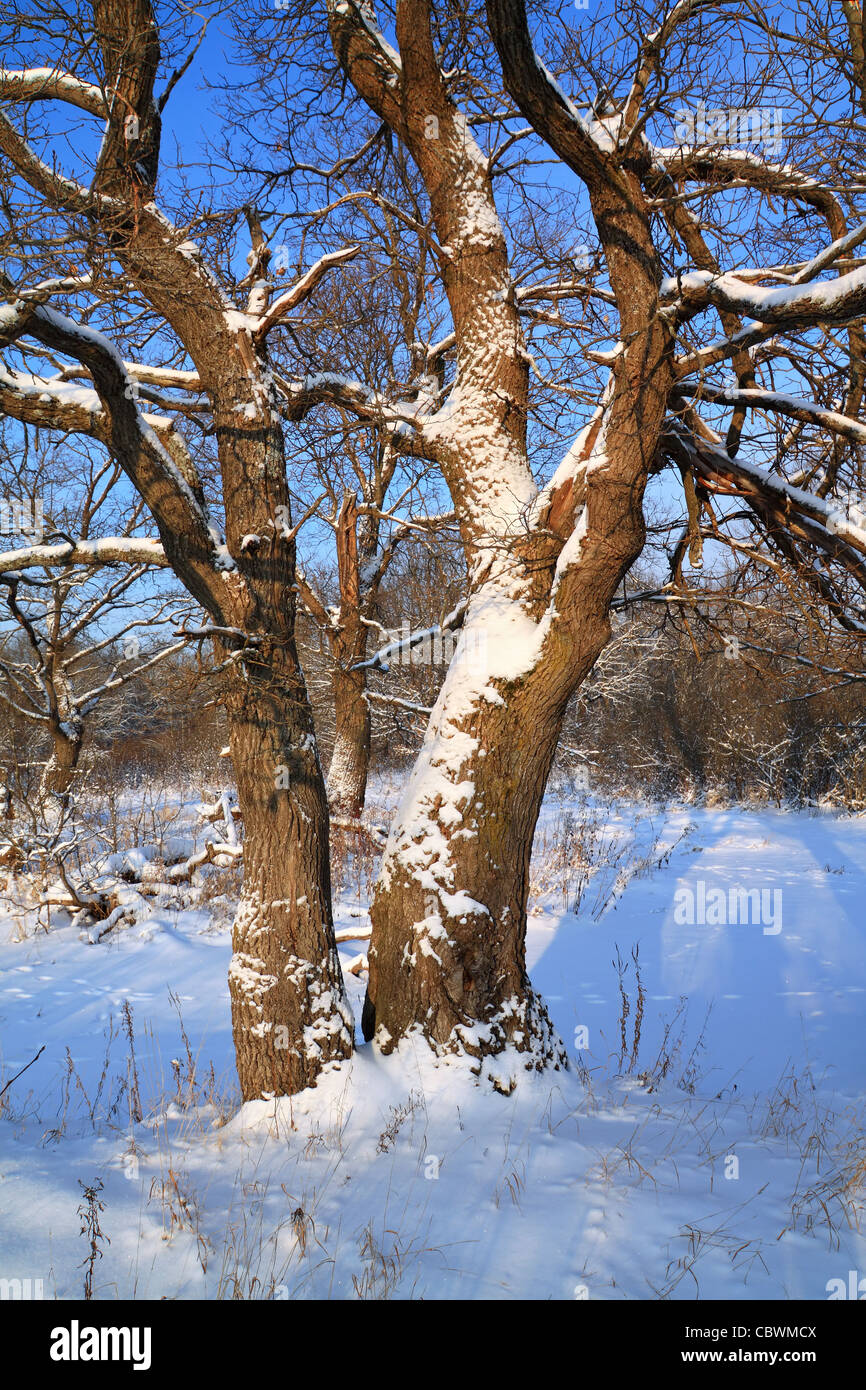 Wood cortex hi-res stock photography and images - Alamy