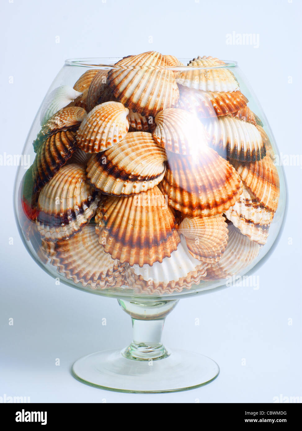 Glass shells hi-res stock photography and images - Alamy