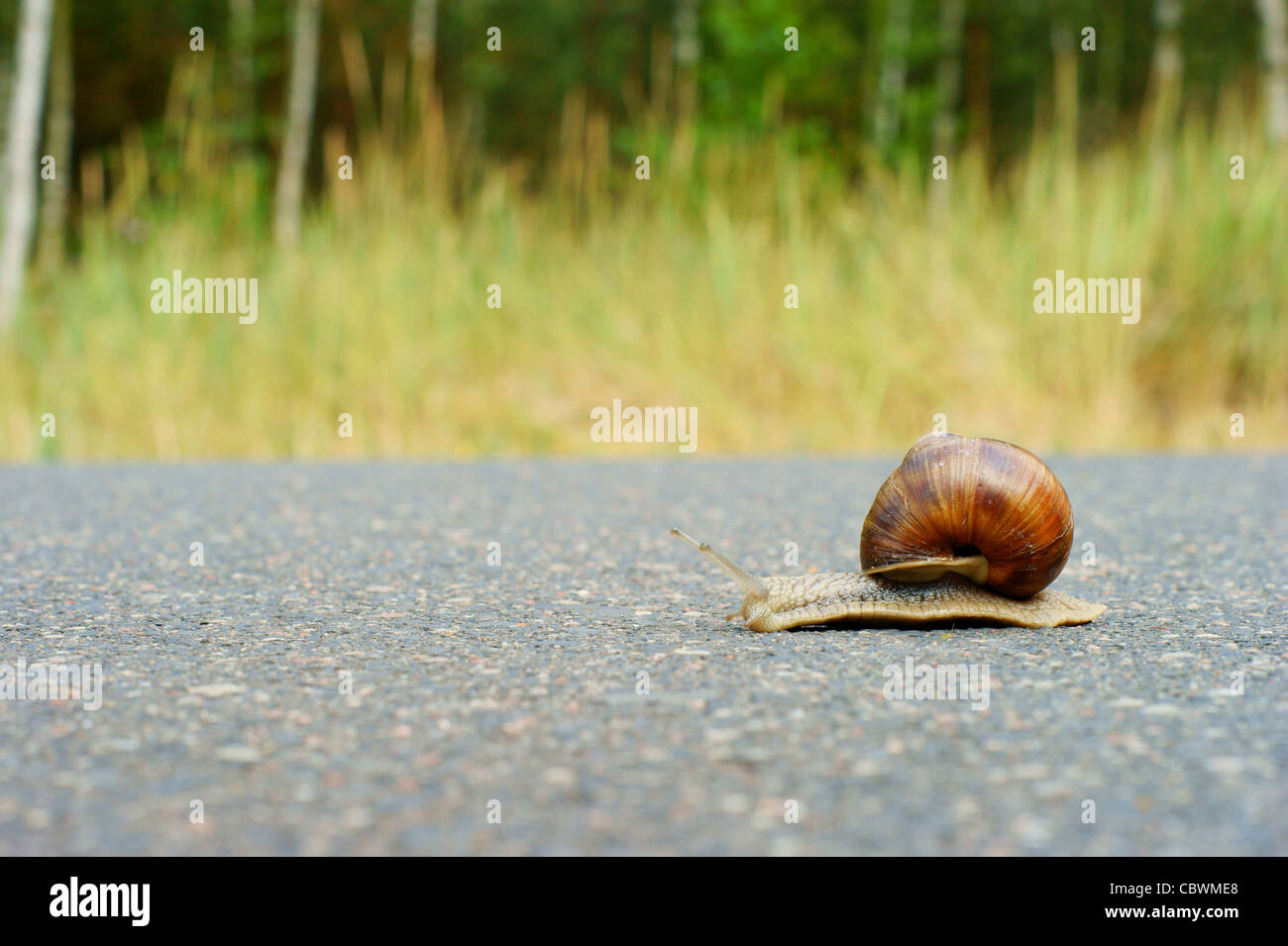Two snails racing hi-res stock photography and images - Alamy