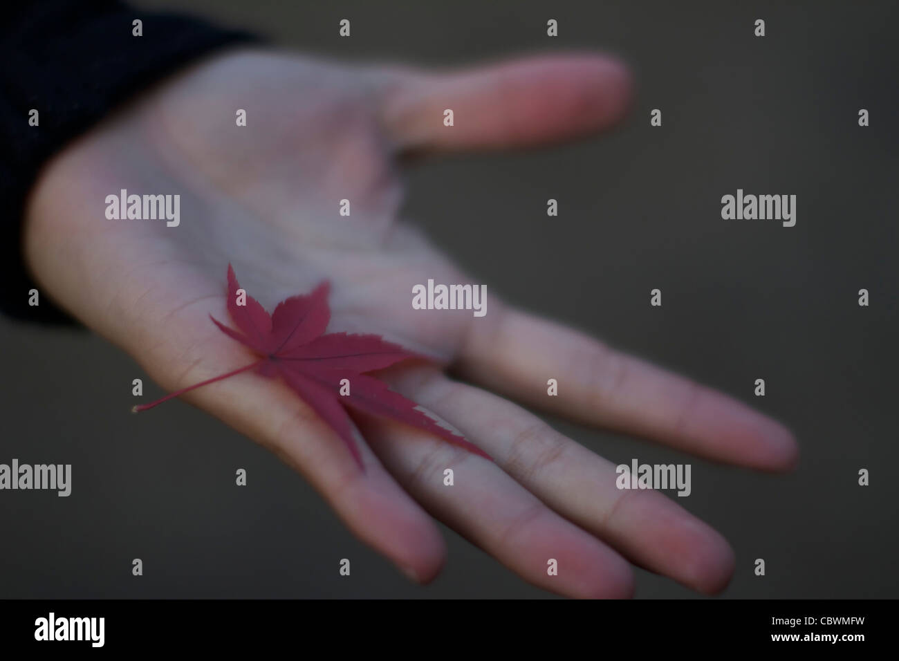 red leaf on hand Stock Photo - Alamy