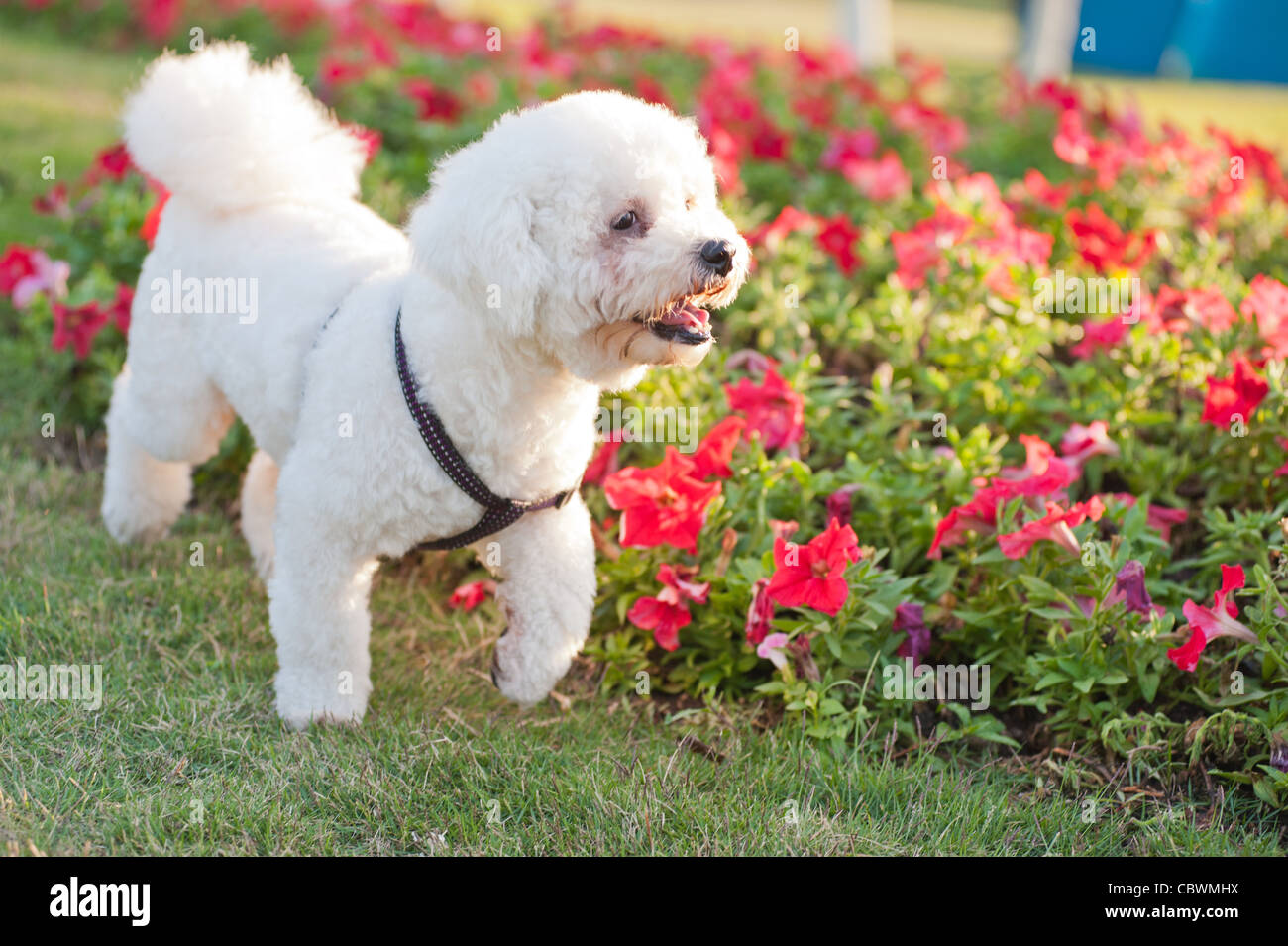 Walking miniature poodle hi-res stock photography and images - Alamy