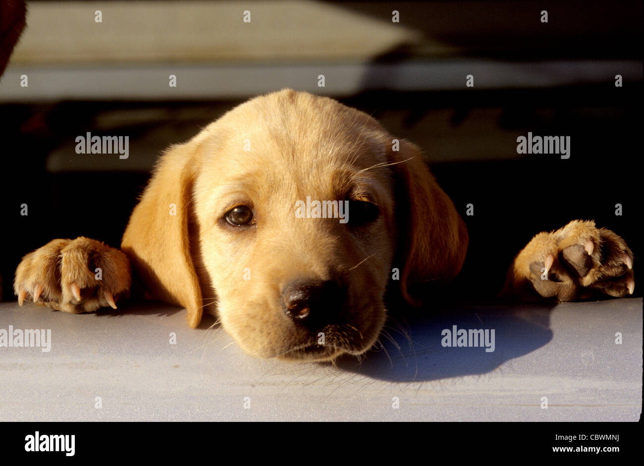 yellow Labrador puppy about 8 weeks old peeking over pickup truck ...