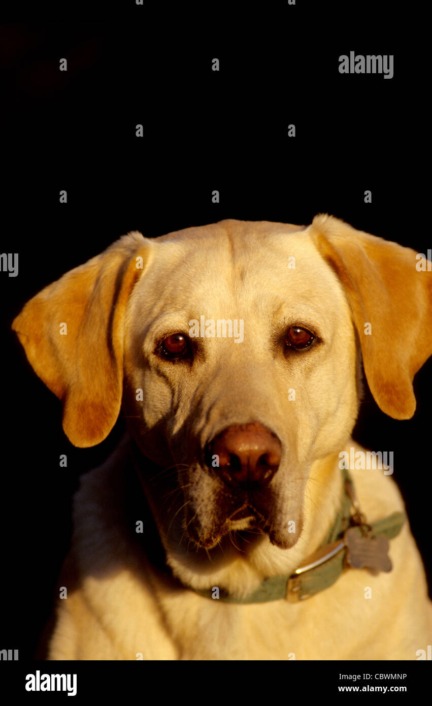 Adult yellow Labrador retriever Stock Photo - Alamy