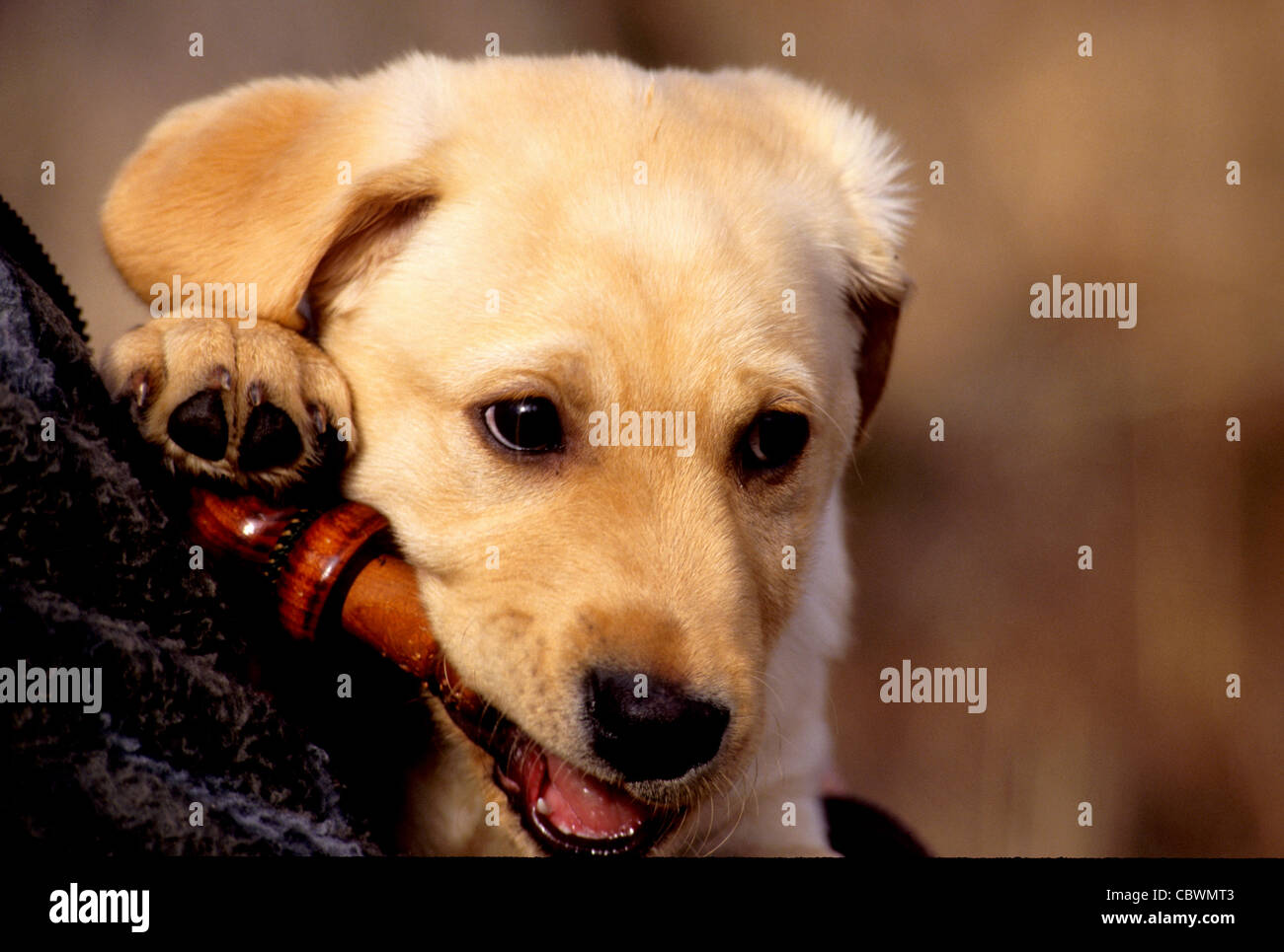 Yellow Labrador puppy chewing on duck call Stock Photo - Alamy