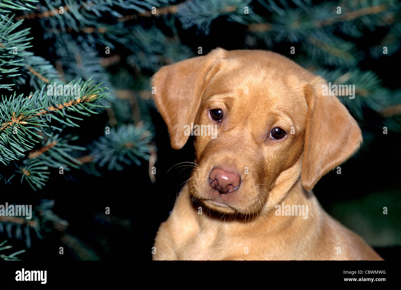 yellow Labrador retriever puppy about 8 weeks old Stock Photo - Alamy