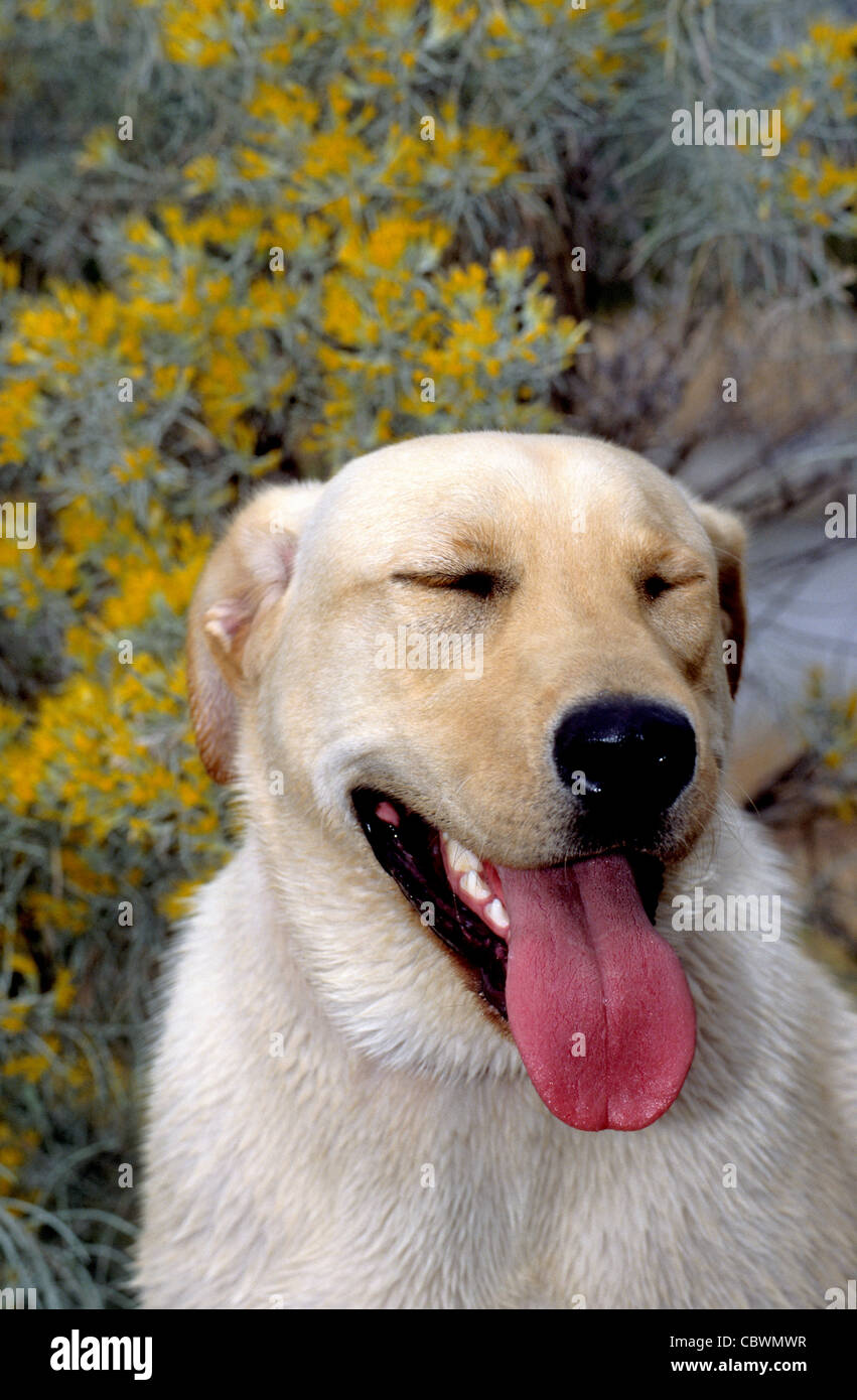 Handsome yellow labrador retriever hi-res stock photography and images ...
