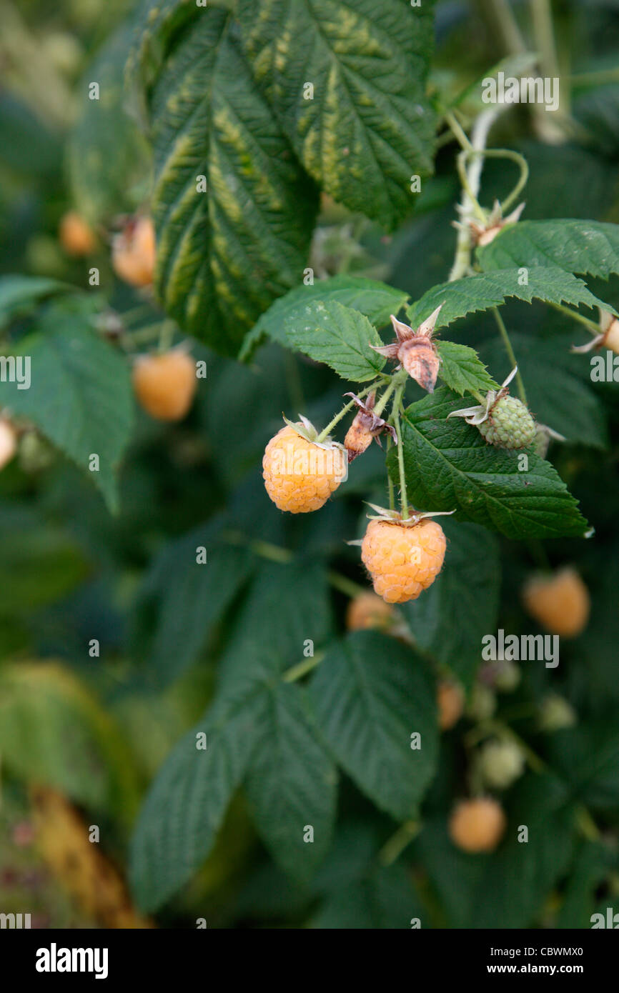 Rubus idaeus - Raspberry 'All Gold' Stock Photo - Alamy