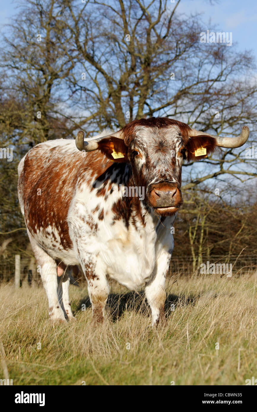 Longhorn beef cattle hi-res stock photography and images - Alamy