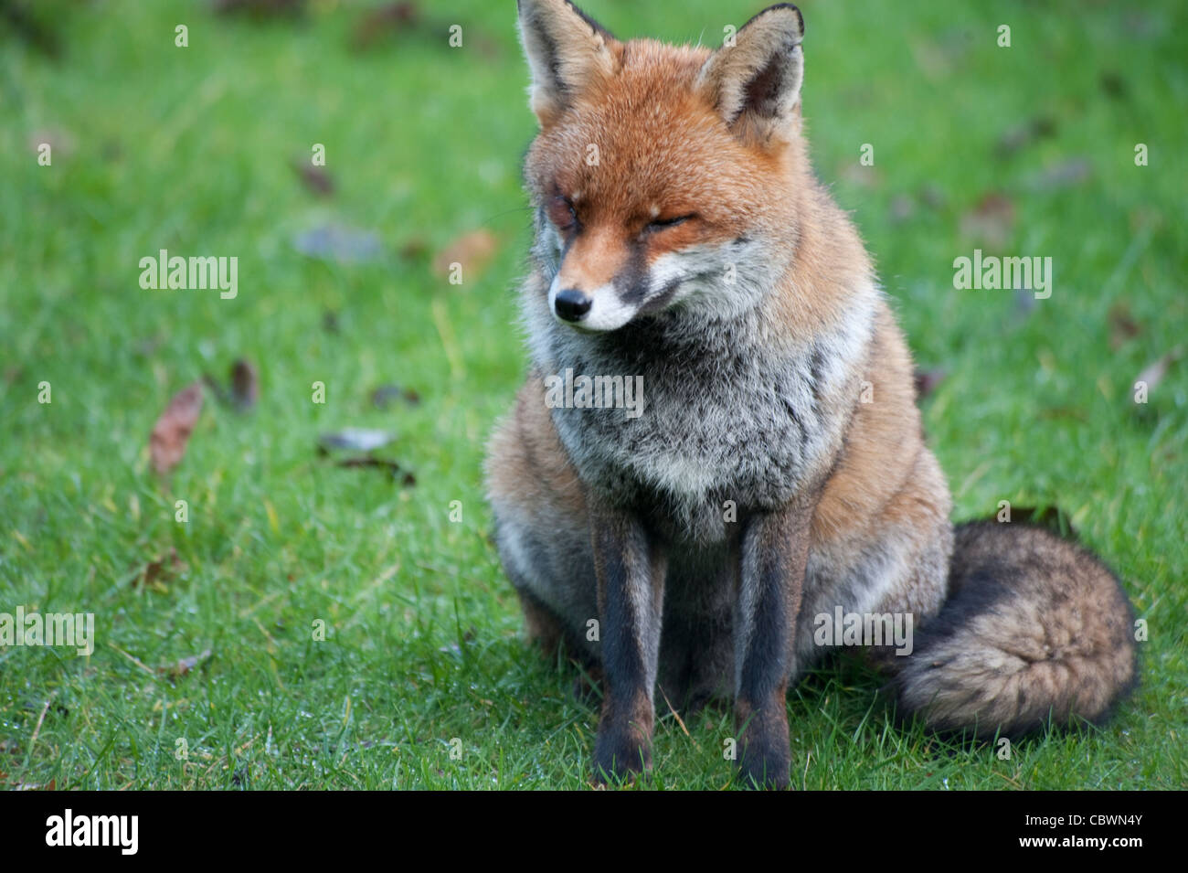 Great britain wildlife hi-res stock photography and images - Alamy