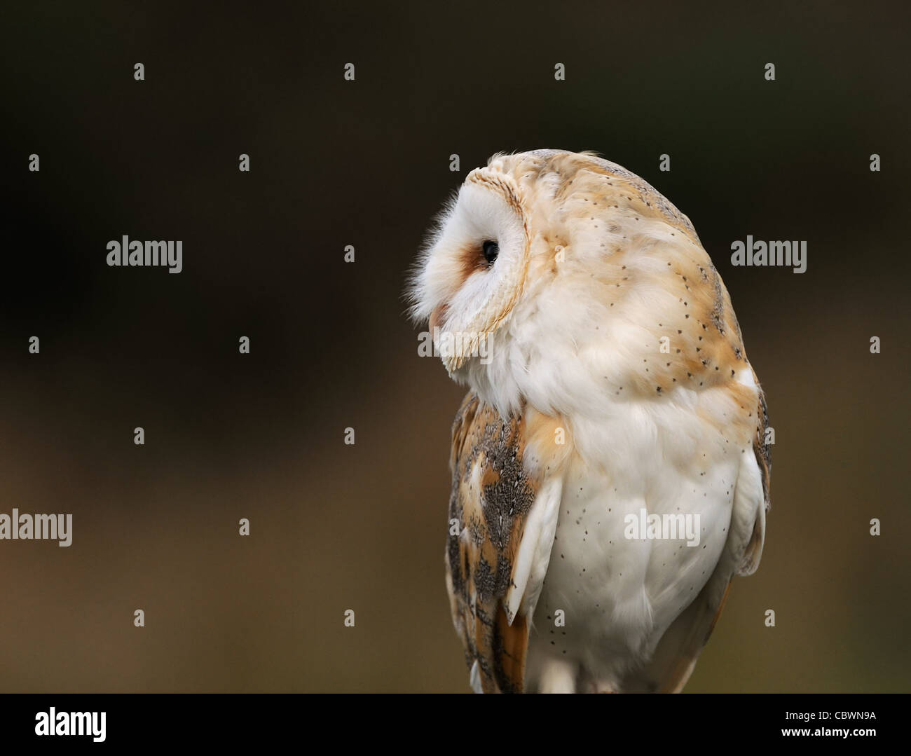 Barn Owl photographed n the middle of autumn colored vegetation at a ...