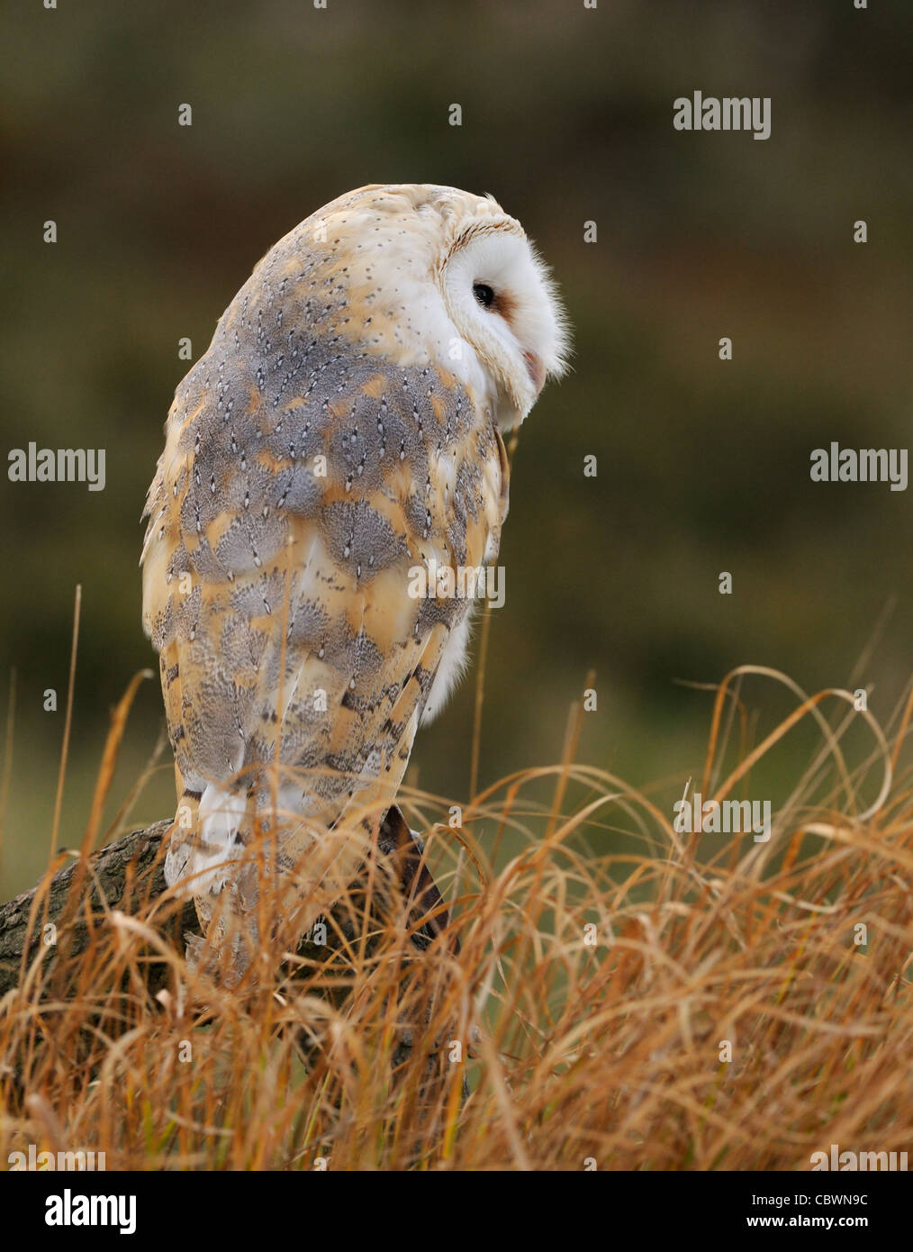 Barn Owl photographed n the middle of autumn colored vegetation at a ...