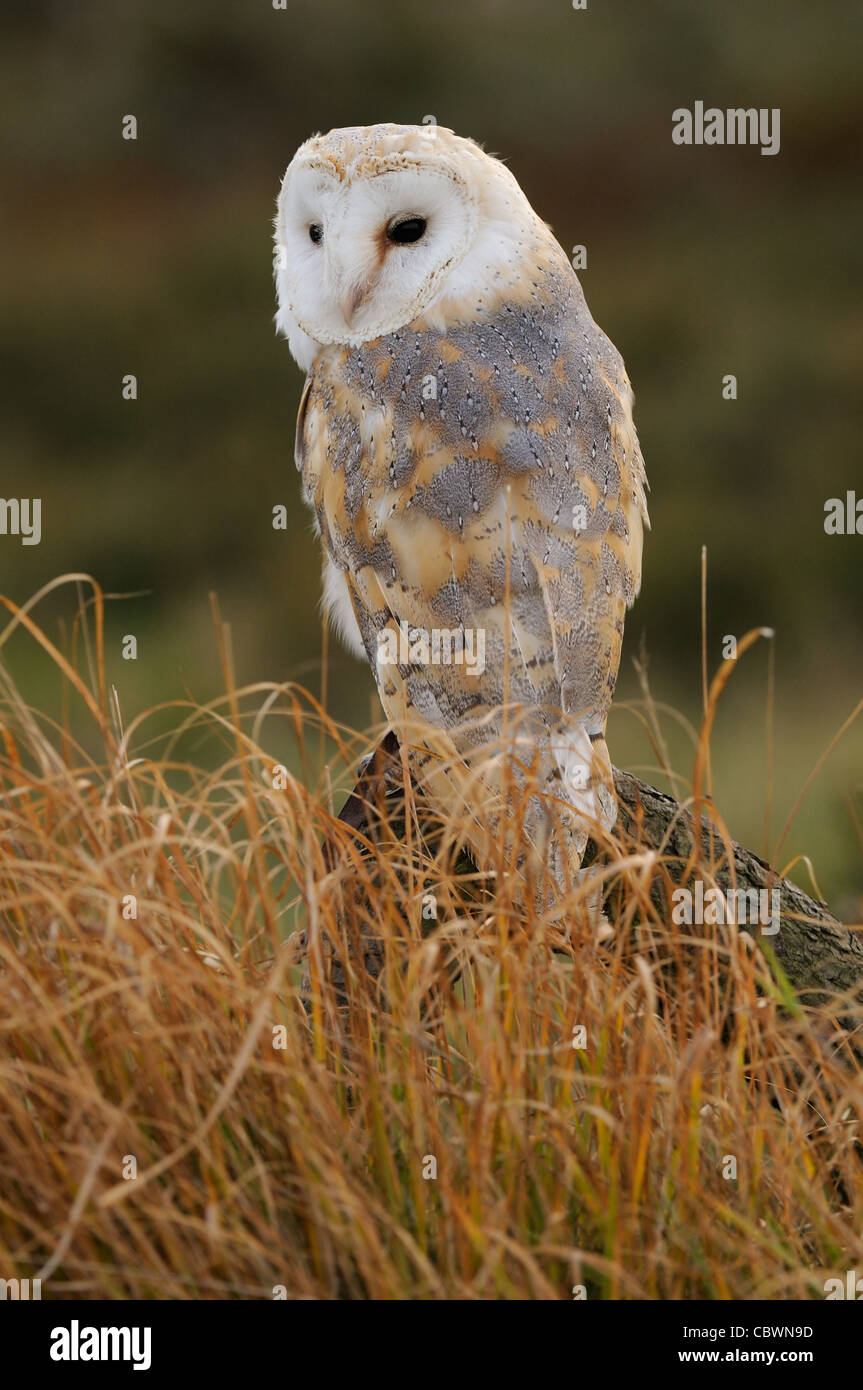 Barn Owl photographed n the middle of autumn colored vegetation at a ...