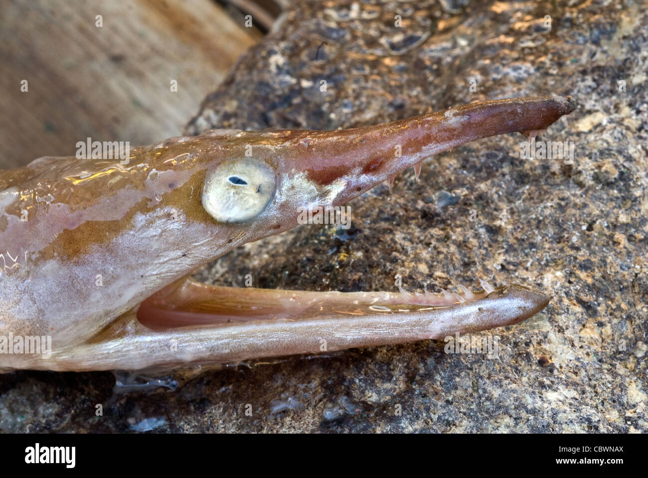 Ophisurus hi-res stock photography and images - Alamy