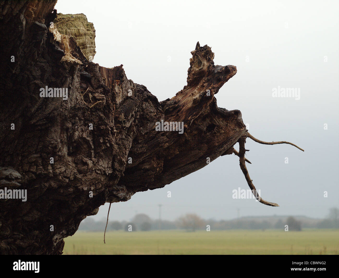Tree stump with animal features(walrus Stock Photo - Alamy