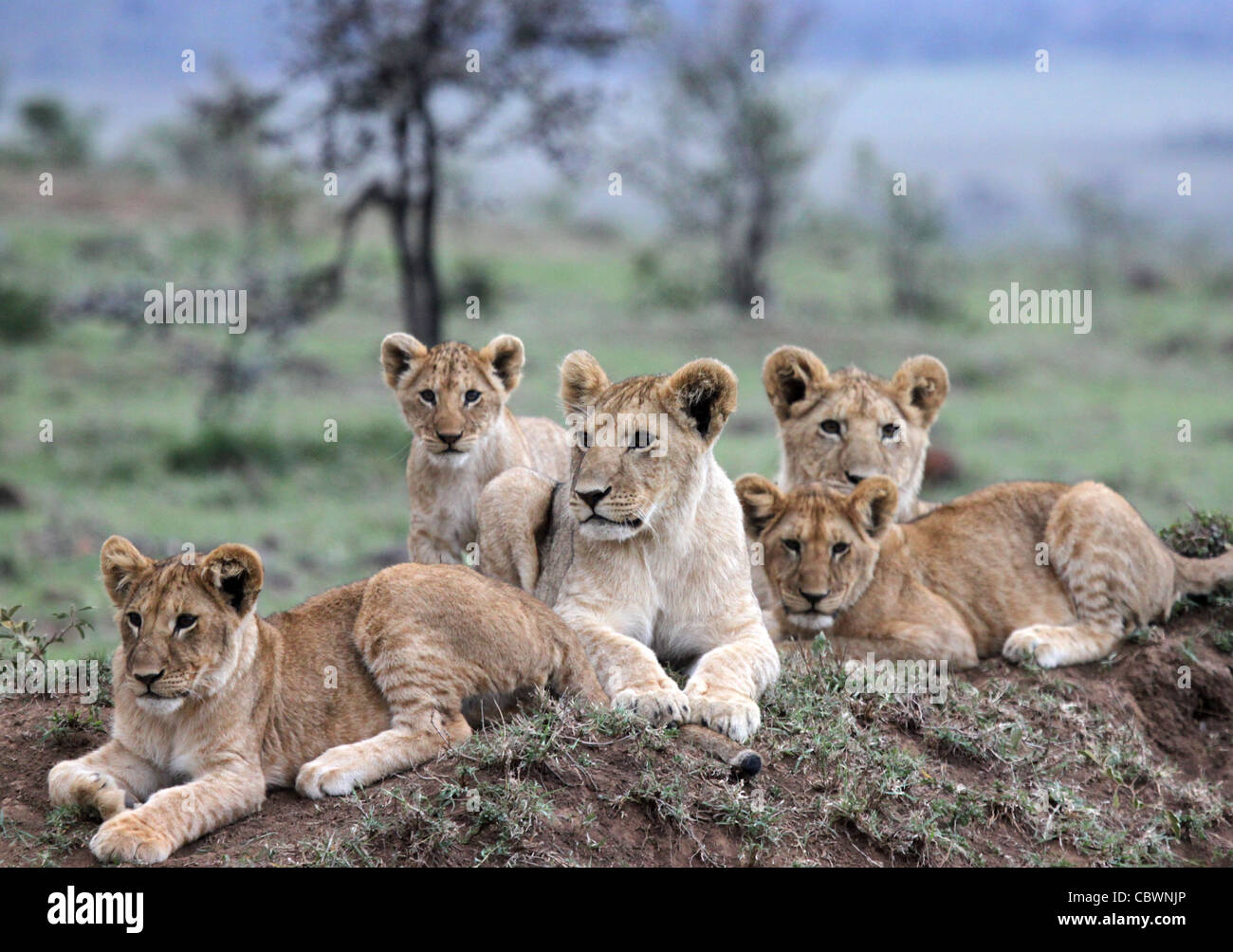 Pride african lions in hi-res stock photography and images - Alamy