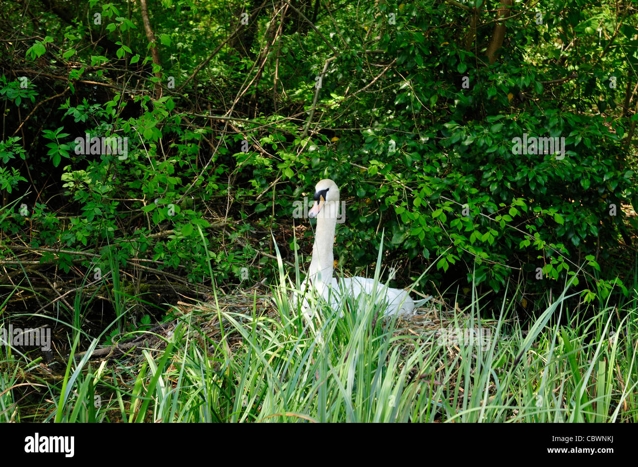 swan sitting calmly on riverside nest Stock Photo - Alamy