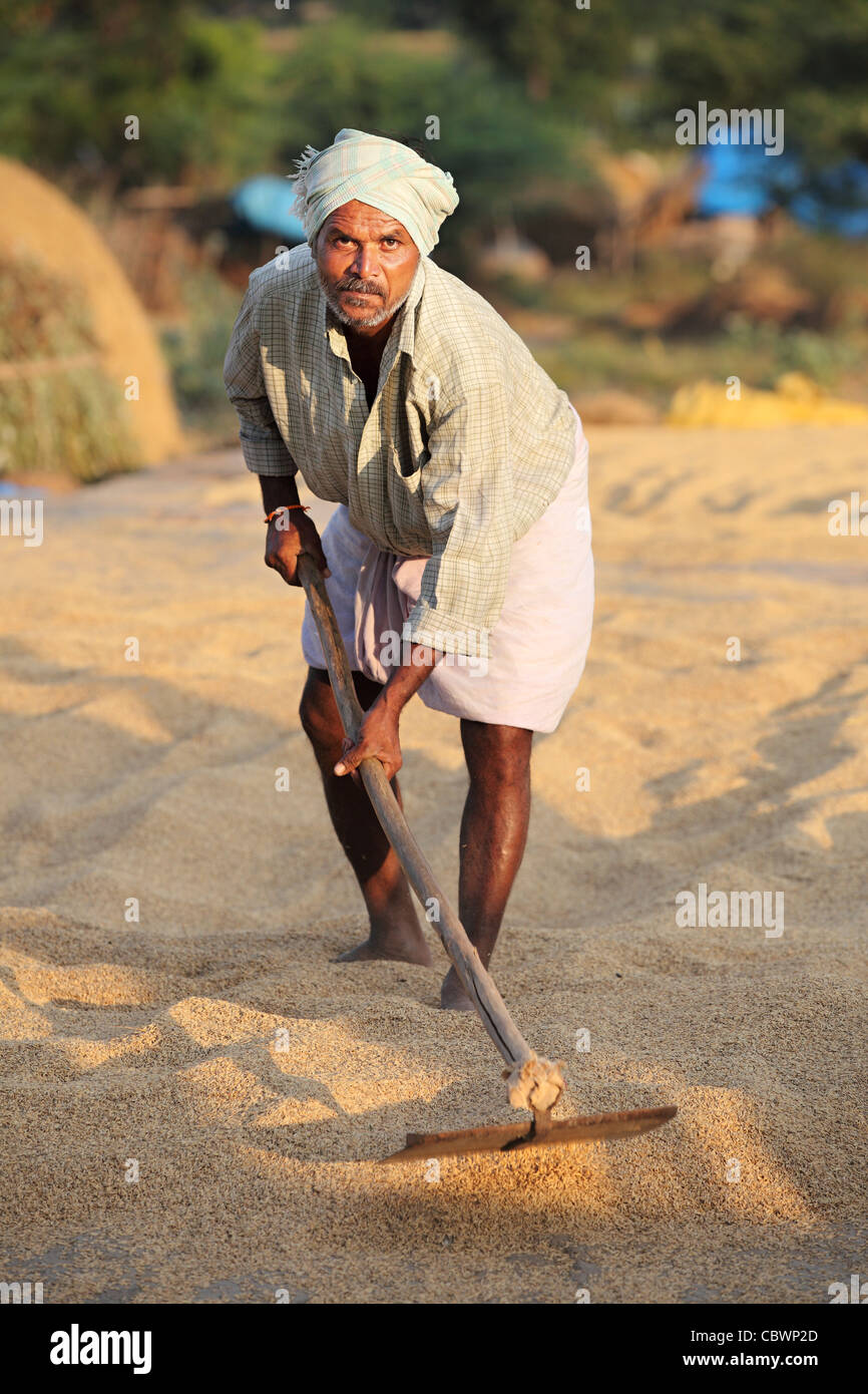 Indian rice harvest hi-res stock photography and images - Alamy