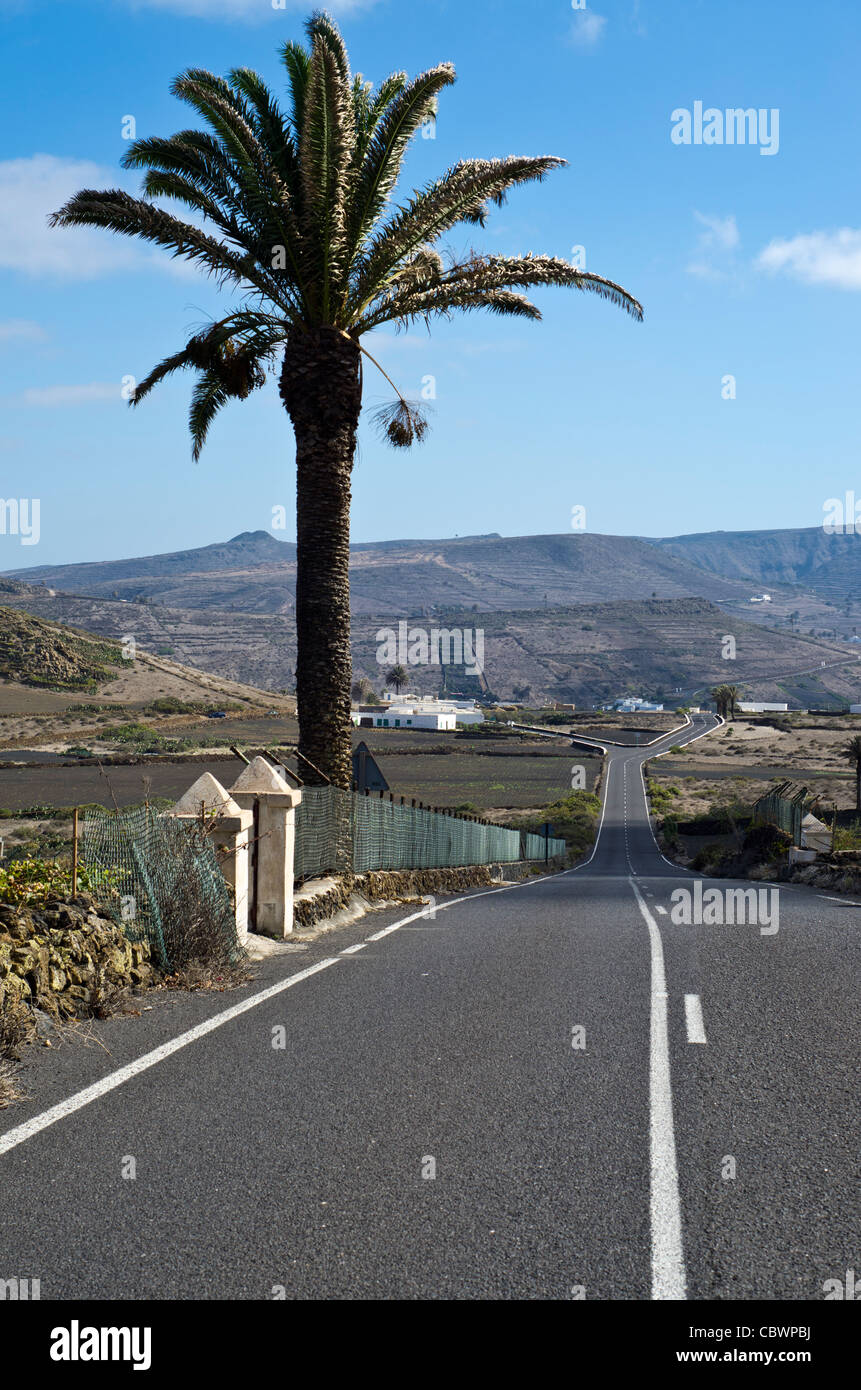 Grapevine at Haria village. Lanzarote, Canary Islands, Spain Stock ...