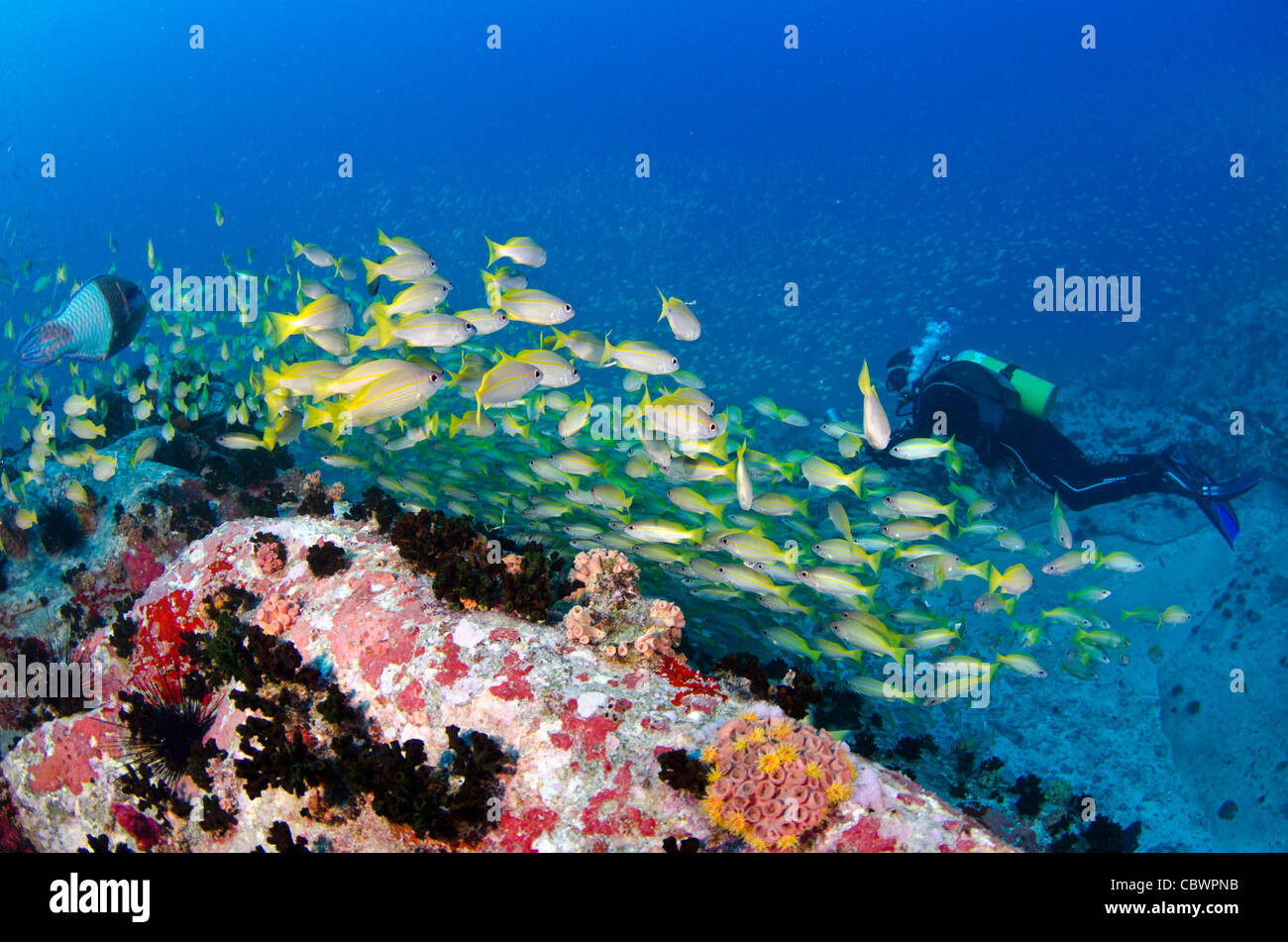 School of blue-striped snapper, Seychelles, Indian Ocean Stock Photo ...