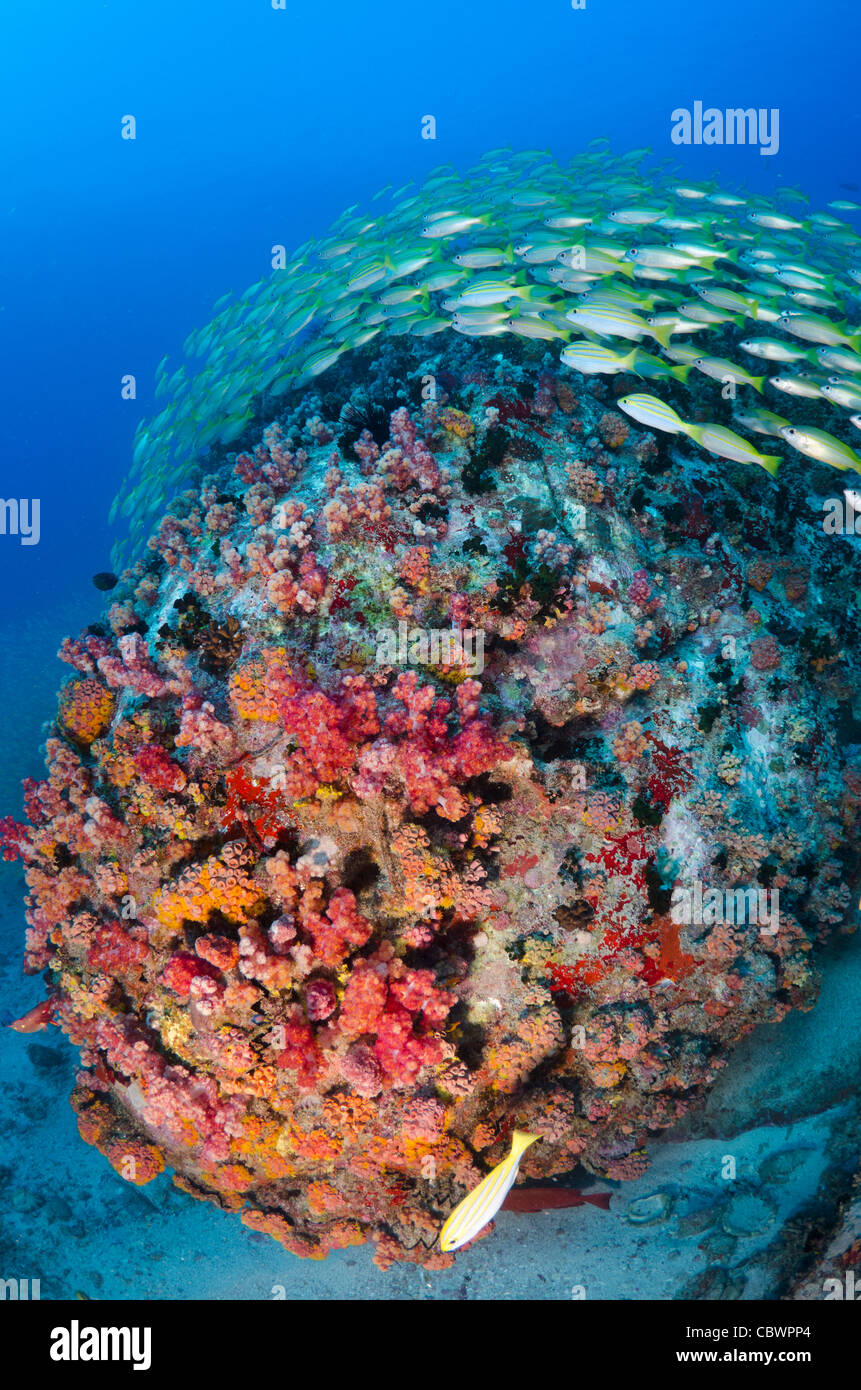 School of blue-striped snapper, Seychelles, Indian Ocean Stock Photo ...