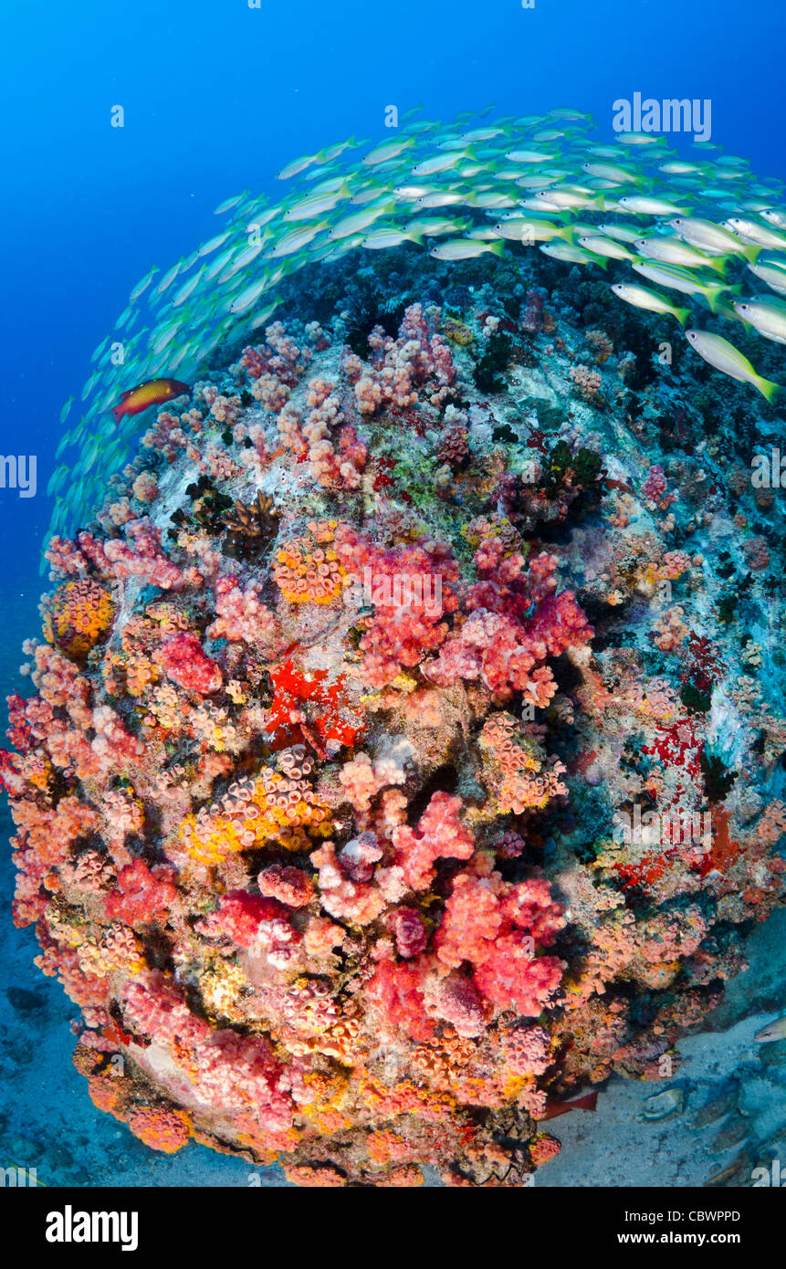 School of blue-striped snapper, Seychelles, Indian Ocean Stock Photo ...